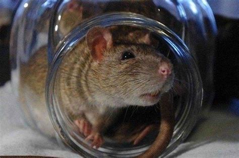 Paglobo Ng Leptospirosis Binabantayan Doh Pilipino Star Ngayon