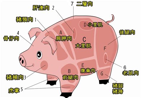 圖解肩胛肉小里肌常見豬肉部位一次認識 食譜自由配 自由電子報
