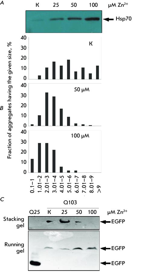 hsp70 prevents aggregation of mutant huntingtin in a cell model of hd