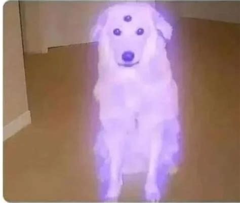 Omnipede The Father Of All Insects R Bossfight