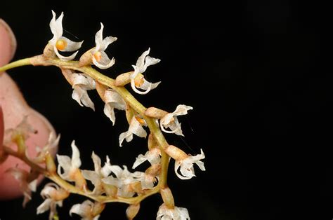 Dendrochilum Apiculatum Orchidaceae