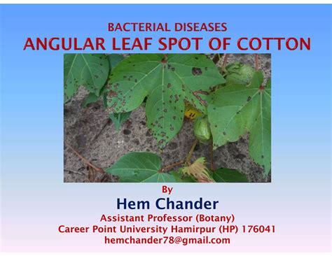 34 Angular Leaf Spot Of Cottonpdf