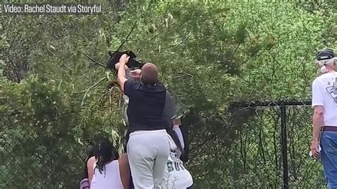 Video Group Seen Pulling Bear Cub From Tree To Take Pictures In North