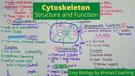 Cell Membrane Definition And Function