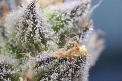 Assessing When To Harvest For Extraction Using Glandular Trichome