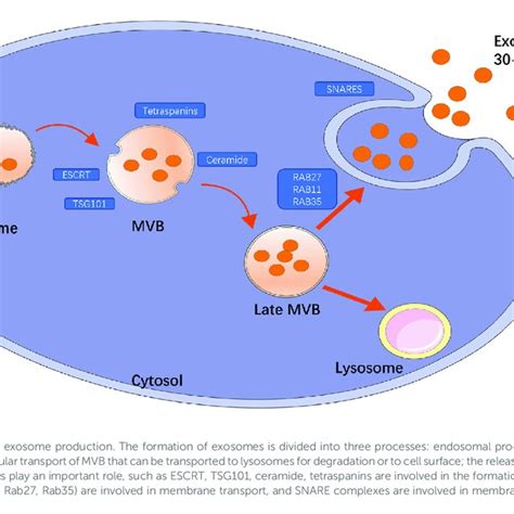 Title Schematic Of The Morphology Of Exosomes A Spherical Shape
