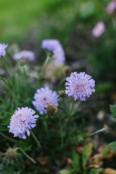Plant Guide Scabious — Victoria Wade
