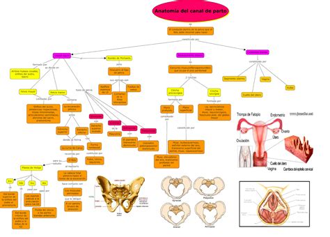 Evidencia Materia De Ginecología Y Obstetricia Agosto Diciembre 2018