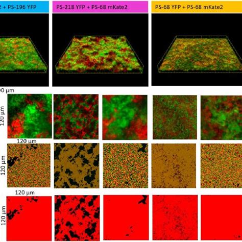 A Multiscale Spatial Segregation Analysis Of Two Strains Of Bacillus