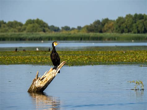 10 неща които всеки трябва да знае за влажните зони Wwf