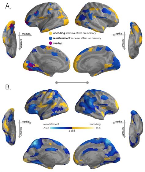 Regions With Significant Schema Effects And Positive Associations With Download Scientific