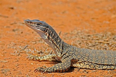 Reptiles Australianos