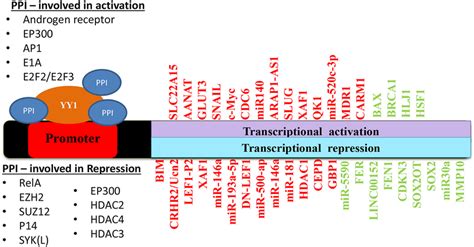 Schematic Representation Of YY1 Protein Protein Interactions Involved