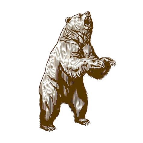 Angry Bear Standing Up Drawing