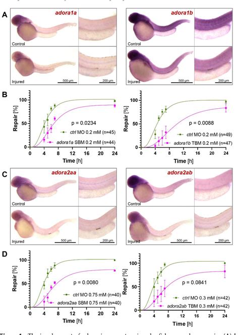 Figure 1 From Control Of Directed Cell Migration After Tubular Cell