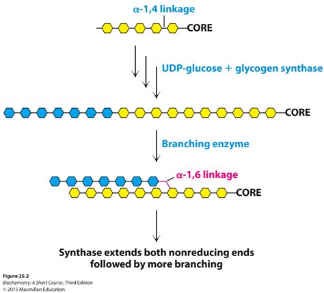 Glycogen Glucose