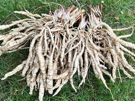 20 Unique Vegetables Youve Probably Never Tried Growing Plantisima