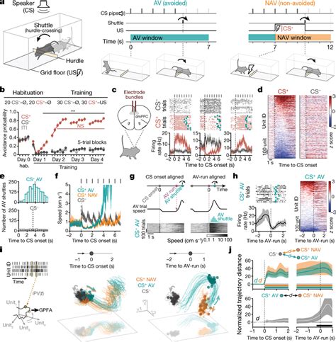 Population Dynamics During Active Avoidance Behaviour A Setup And Task
