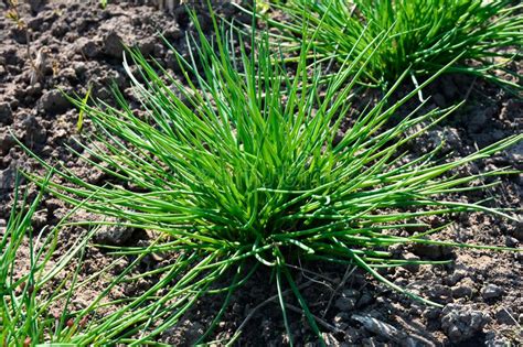 Small Plantation Of Allium Schoenoprasum In The Backyard Stock Image