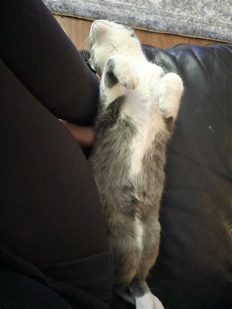 Show My Your Kitty Bellies R Cats