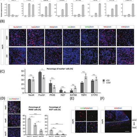 Observation Of Neurite Outgrowth Of The Cortical Neurons In Cerebral Download Scientific