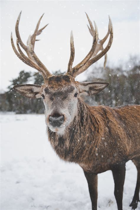 Free Images Reindeer Vertebrate Mammal Horn Antler Barren Ground