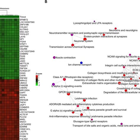 Mutational And Copy Number Variants Analyses A The Distribution Of Download Scientific