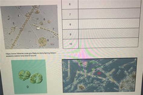 Phytoplankton Assignment Using The Identification