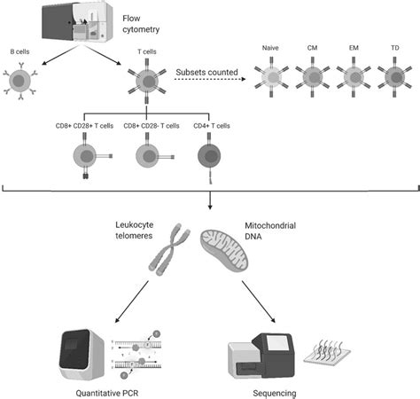 Cell Sorting And Analysis Cells Will Be Sorted By Flow Cytometry Into