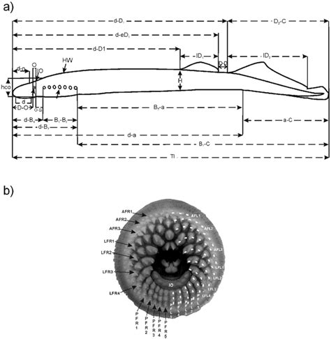Schematic Representation Of The Morphological Features Recorded For The