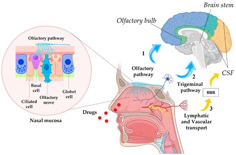 Biopolymer Nanoparticles For Nose To Brain Drug Delivery A New Promising Approach For The