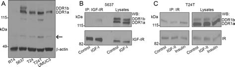 Ddr1 Is Expressed In Bladder Cancer Cells And Interacts With The Igf Ir Download Scientific