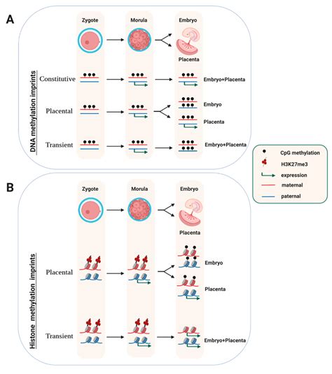 Genomic Imprinting Methylation