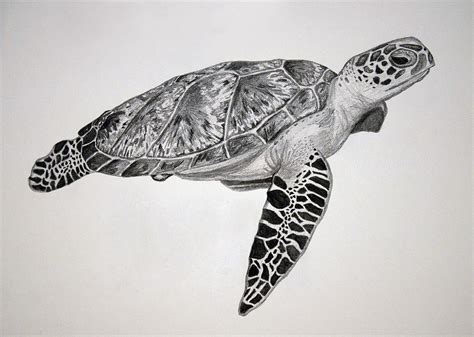 Realistic Turtle Drawing At Explore Collection Of Realistic Turtle Drawing