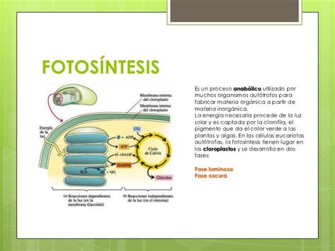 Tipos De Nutricion Celular Chefli