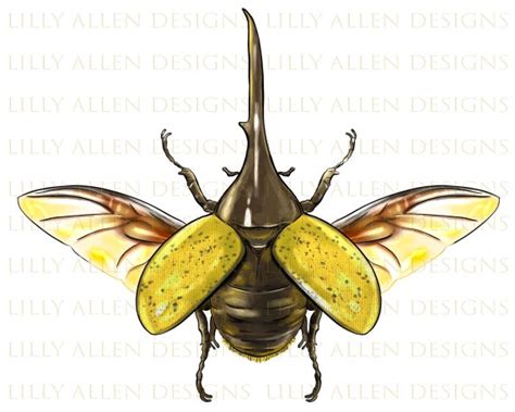 Beetle Wings Anatomy