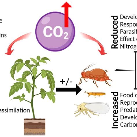 Effect Of Increased Temperature On Insect Pests 68 7073 7682 8595