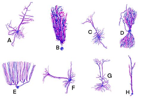 Neurons Exhibiting An Extraordinary Morphological Diversity The Shape Download Scientific