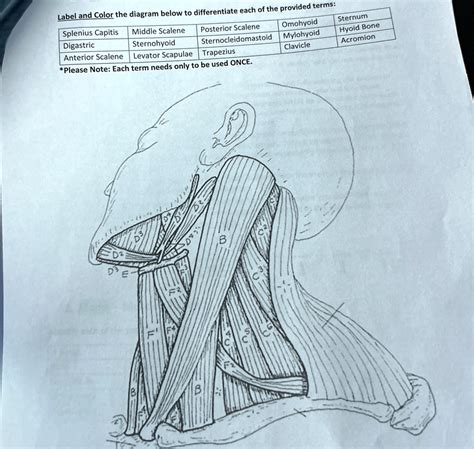 Label And Color The Diagram Below To Differentiate Each Of The Provided Terms Splenius Capitis