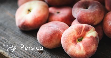 Persica Mosman Fresh Produce Flowers And Fruit Platters