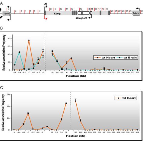 Chromosome Conformation Capture 3c Mapping Of Long Range Chromatin