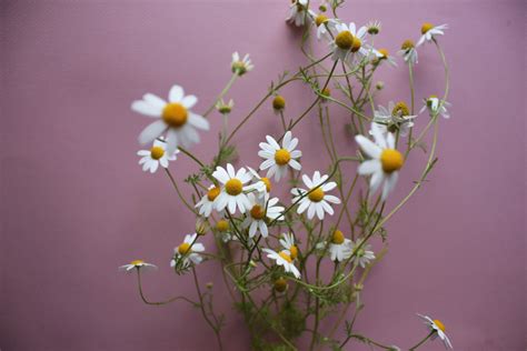 무료 이미지 분기 화이트 꽃잎 여름 꽃 무늬의 봄 녹색 자연스러운 신선한 식물학 노랑 정원 플로라