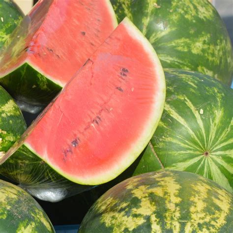 Pastèque Maxime Boutique