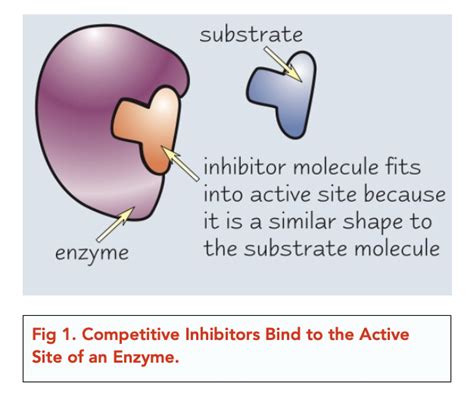 Enzyme Inhibitors Enzyme Inhibition Revision Notes A Level Biology