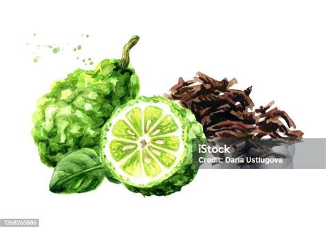 드라이 티 잎과 파인애플 슬라이스의 힙 흰색 배경에 고립 된 손으로 그린 수채화 그림 베르가못에 대한 스톡 벡터 아트 및 기타