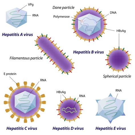 Hepatitis A B C D E Pathology Asia