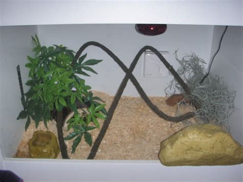 Spotted Python 2 3ft And 1 Year And 7 Months Old With Enclosure And