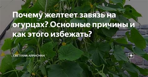 Почему желтеет завязь на огурцах Основные причины и как этого избежать Светлана Айрисман Дзен