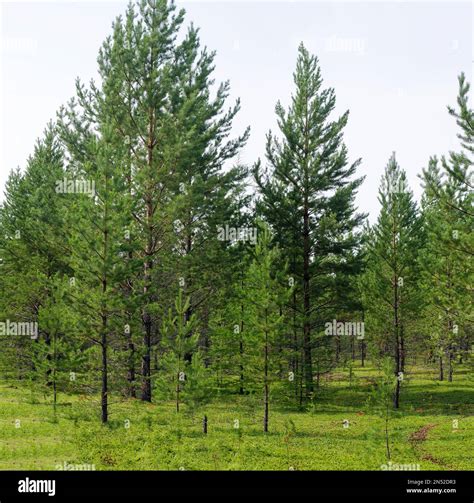 Small Young Fir Trees Grow On A Green Meadow In The Wild Forest Of