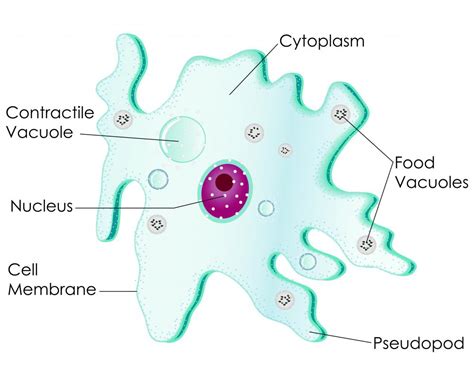 What Is An Amoeba With Pictures